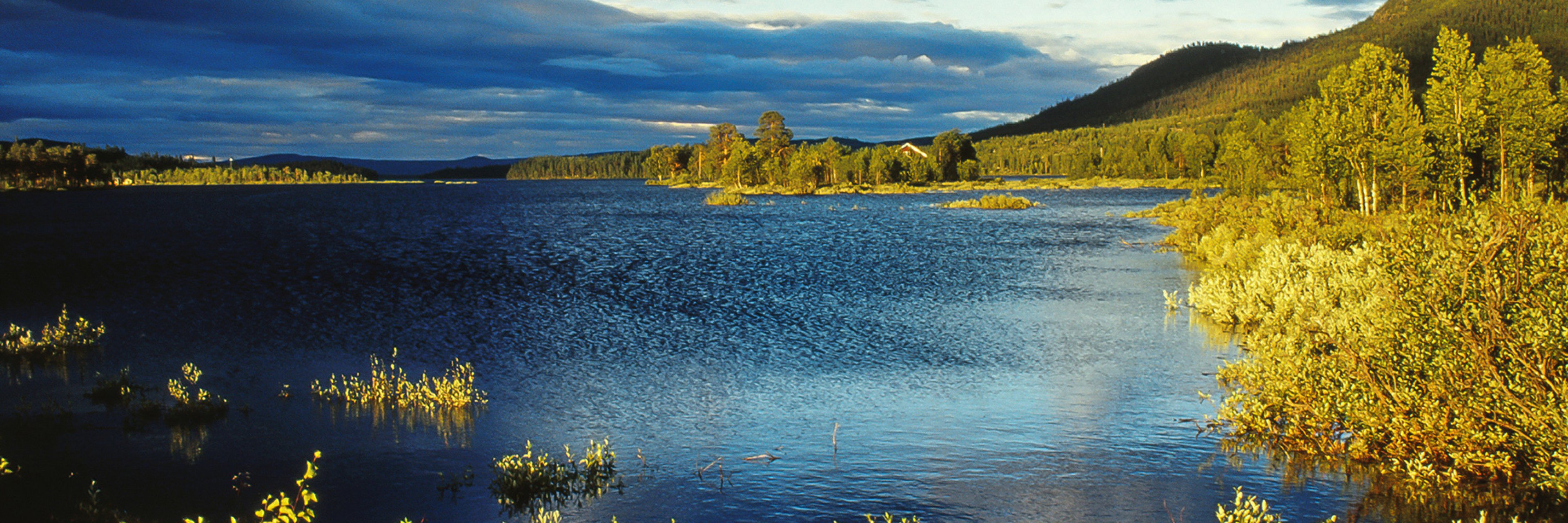 Taiga – Wald des Nordens - wfw-Film